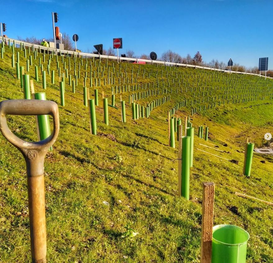 Tree and Shrub Planting - The DTMS Group