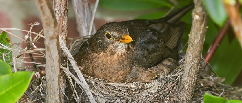 Bird nesting season - The DTMS Group