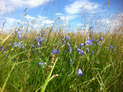 Hay meadow restoration 2013 - The DTMS Group